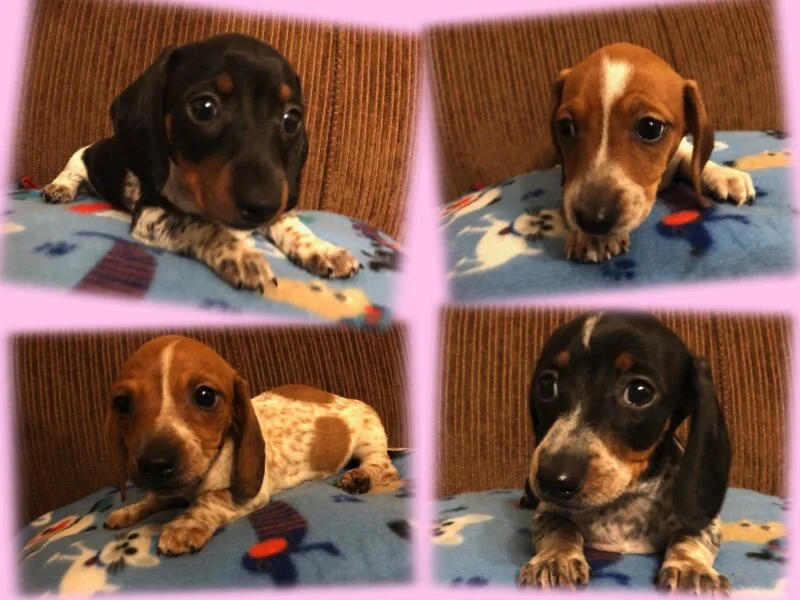 Puppies — Rucker Ranch