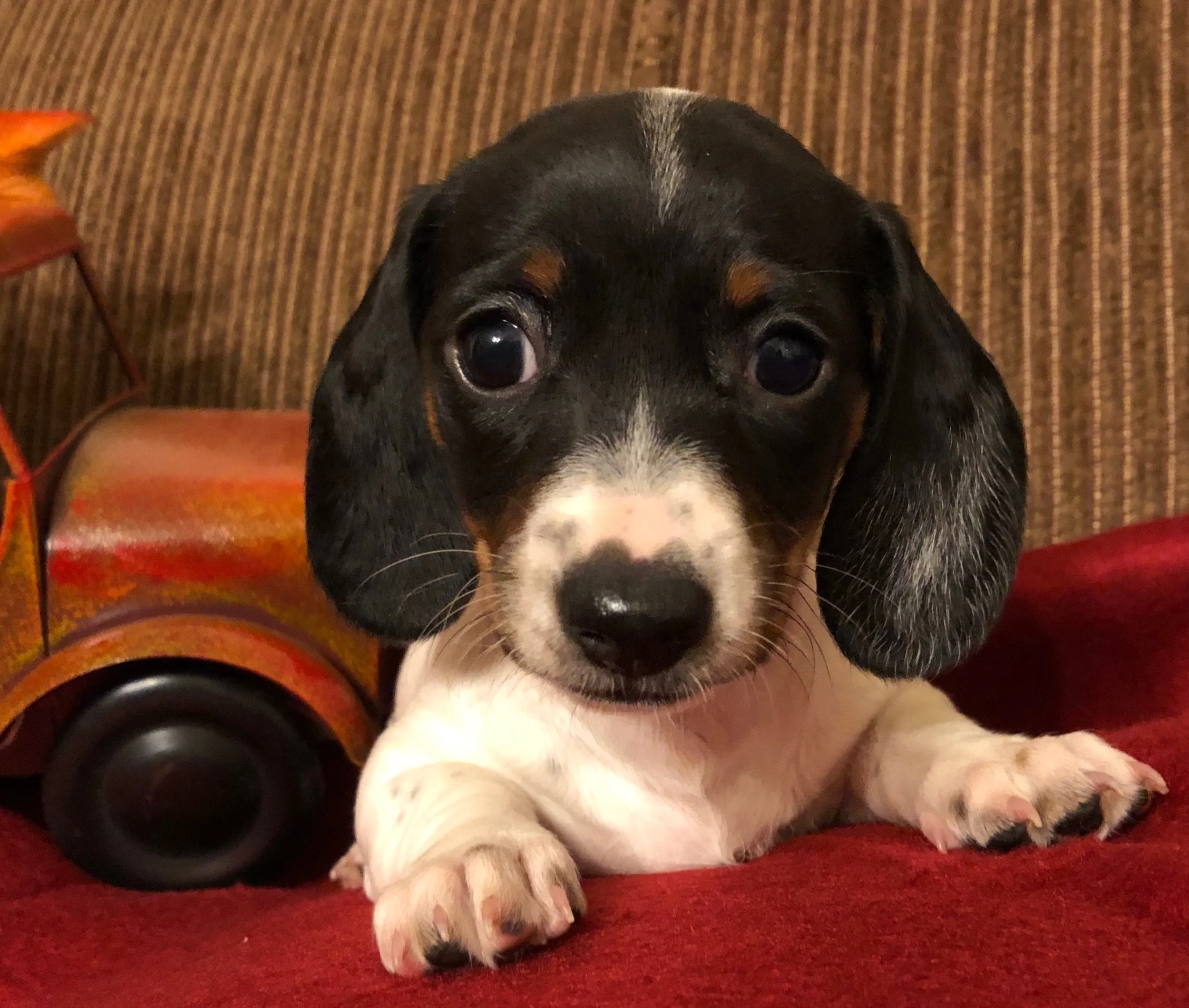 Puppies — Rucker Ranch