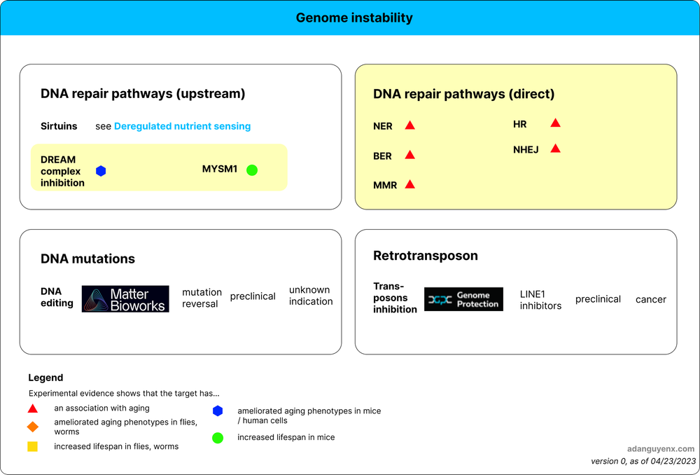 Genomic instability — Ada Nguyen