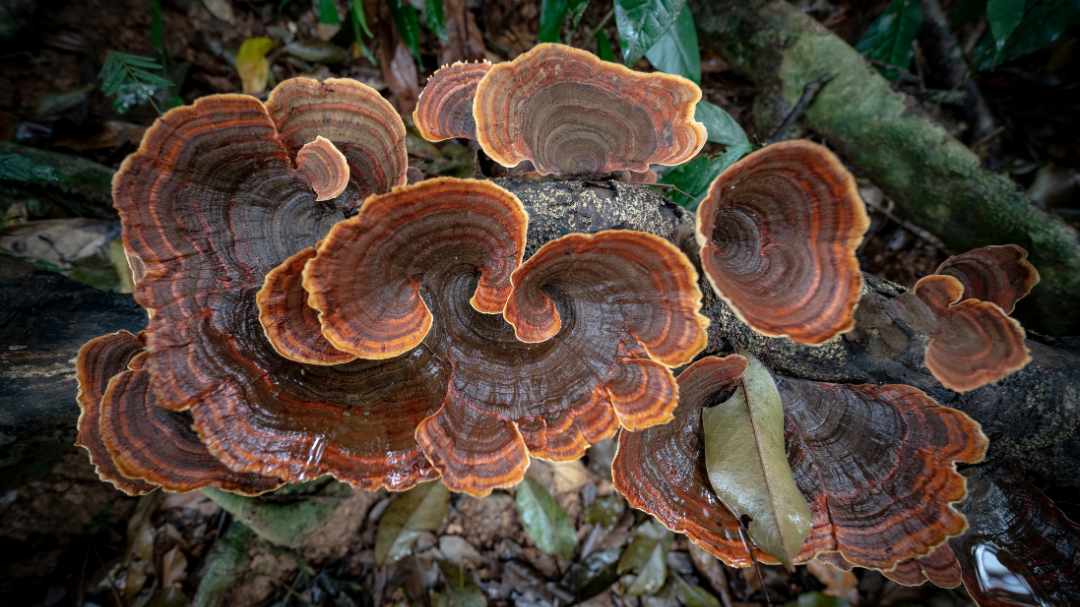 El Reishi: Un Hongo Medicinal con Poderosas Propiedades para la Salud ...