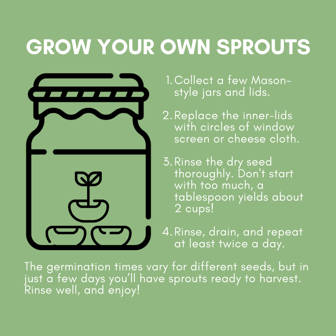 Growing Sprouts? Yes! — Grounded Grub