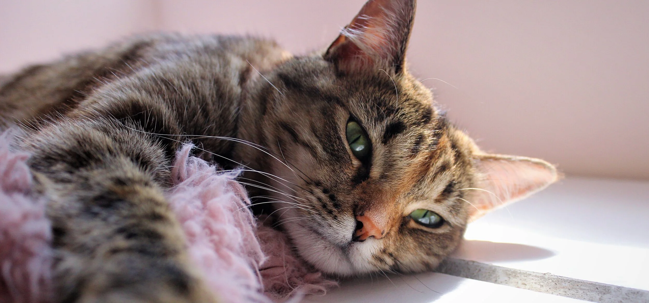 About us — 1st Class-Boutique Cat Boarding Canberra