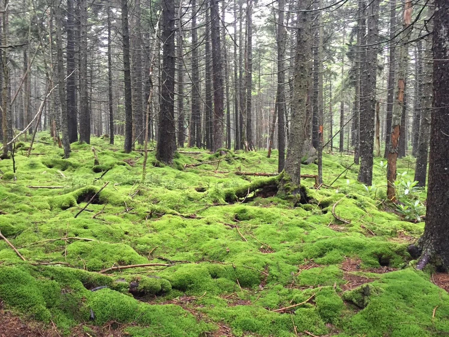 Natural History Maps — Appalachian Forest National Heritage Area
