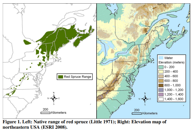 Reviving a Red Spruce Forest at Sharps Knob — Appalachian Forest ...