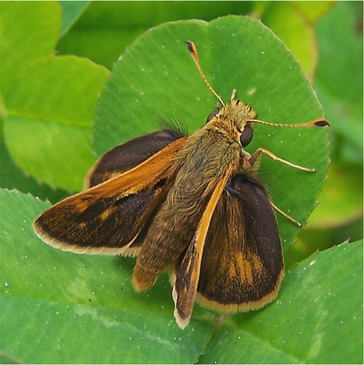 Who are the most common pollinators in the Appalachian forest ...