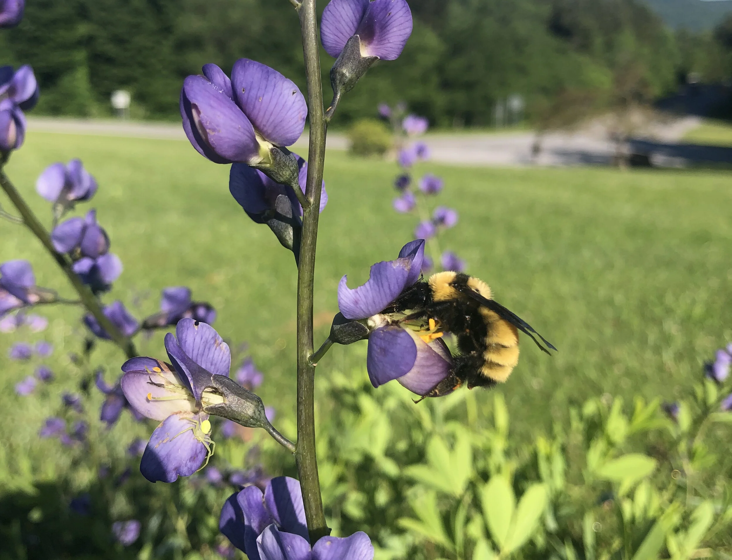 Pollinator Initiative — Appalachian Forest National Heritage Area