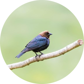 West Virginia Birds! — Appalachian Forest National Heritage Area