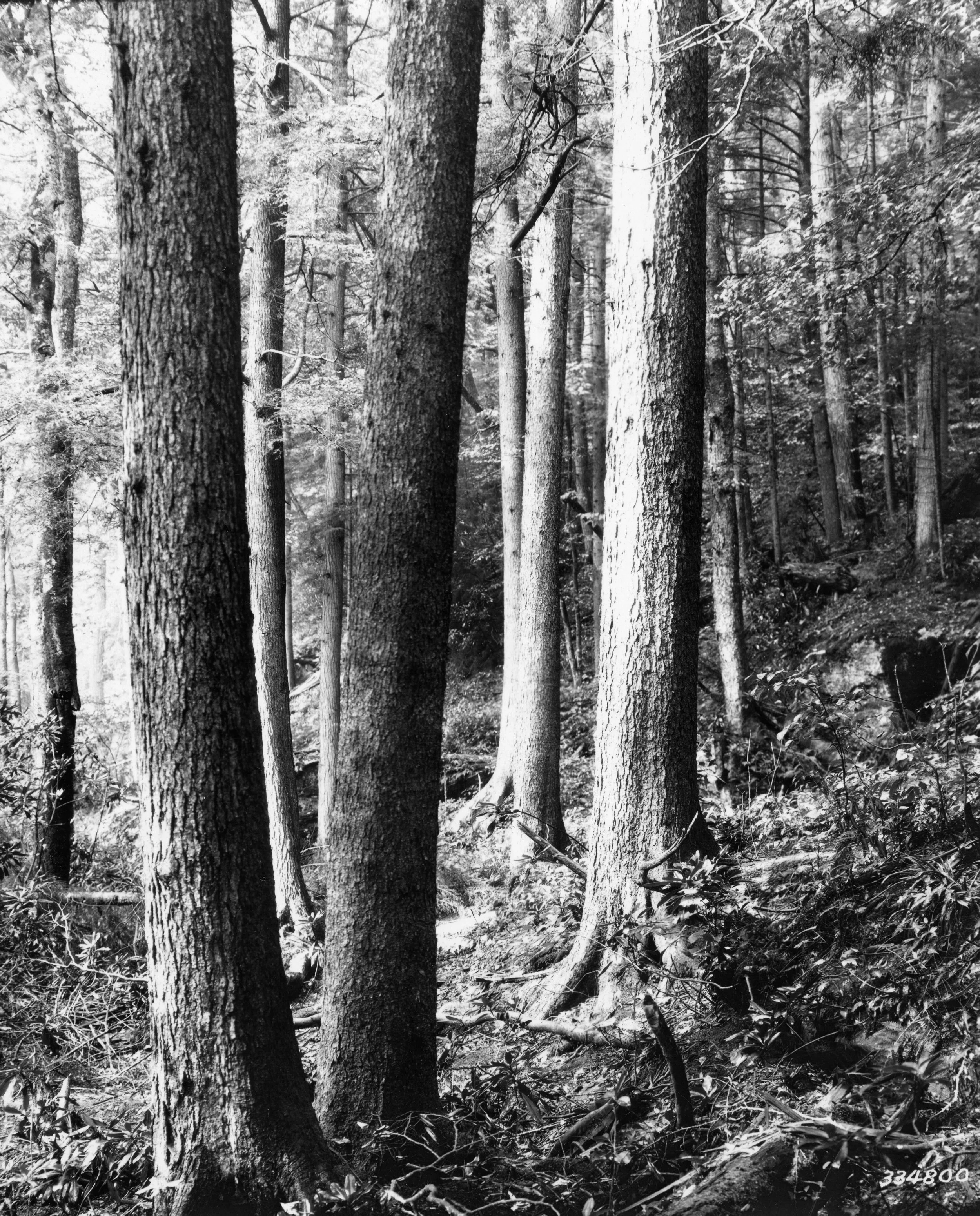 Plants and People — Appalachian Forest National Heritage Area