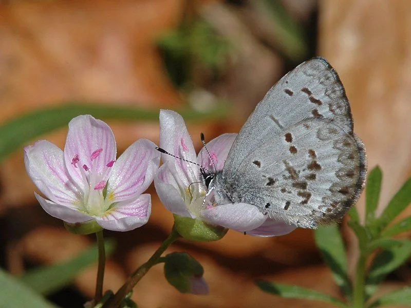Pollinators of the Month - April — Appalachian Forest National Heritage ...