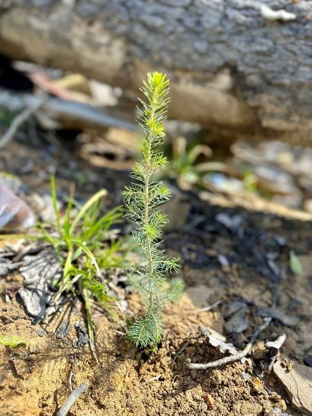 Red Spruce Restoration and American Chestnut Planting Projects ...