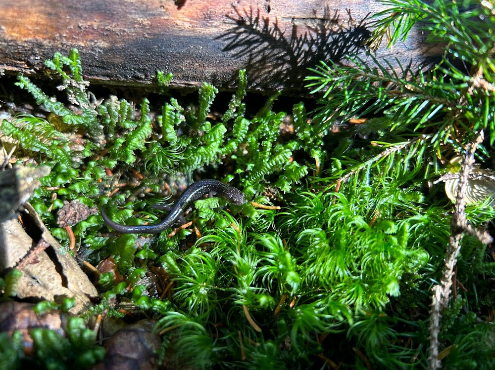 A Year in Canaan Valley — Appalachian Forest National Heritage Area