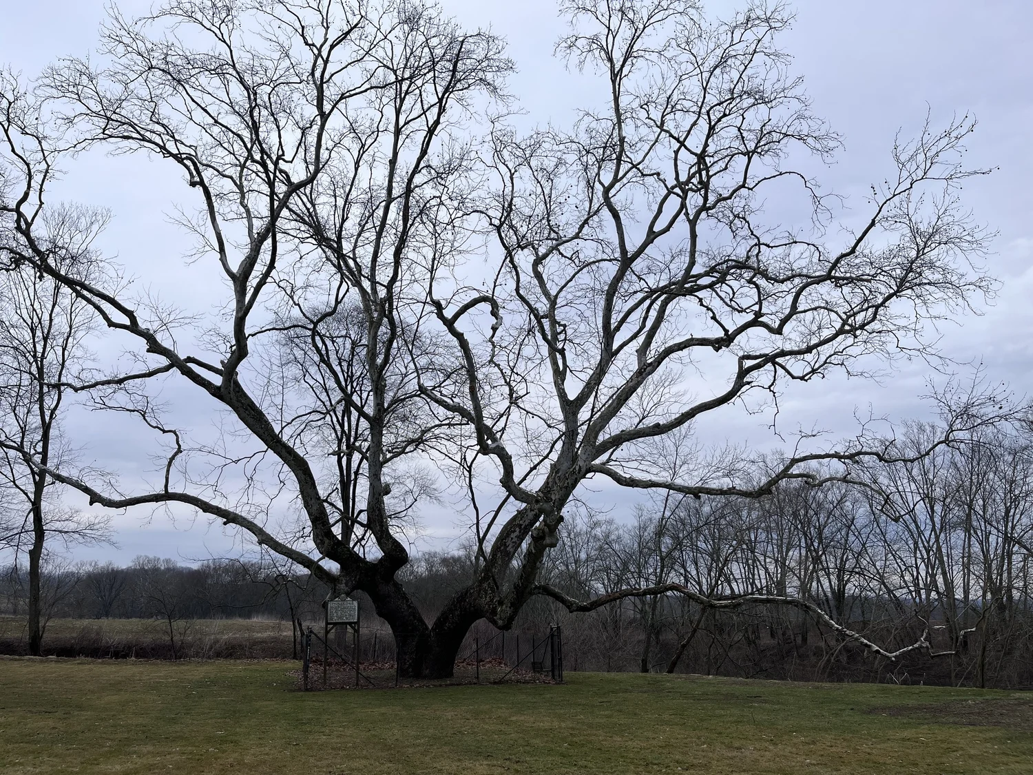 Old Growth: Historic Trees of the Appalachian Forest — Appalachian ...