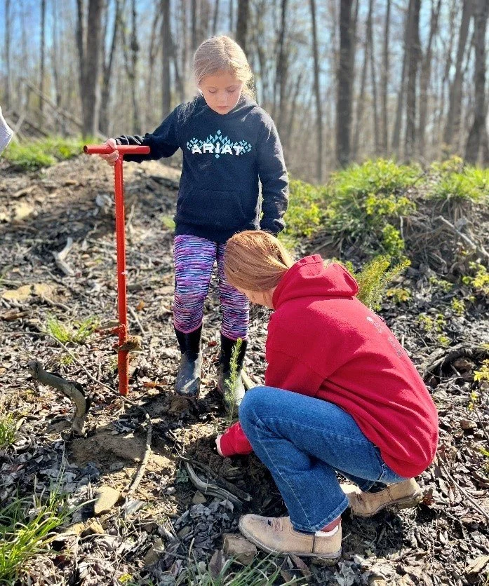 Red Spruce Restoration and American Chestnut Planting Projects ...
