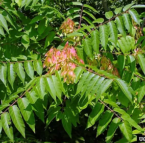 Citizen Science Education Program on Non-Native and Invasive Species ...