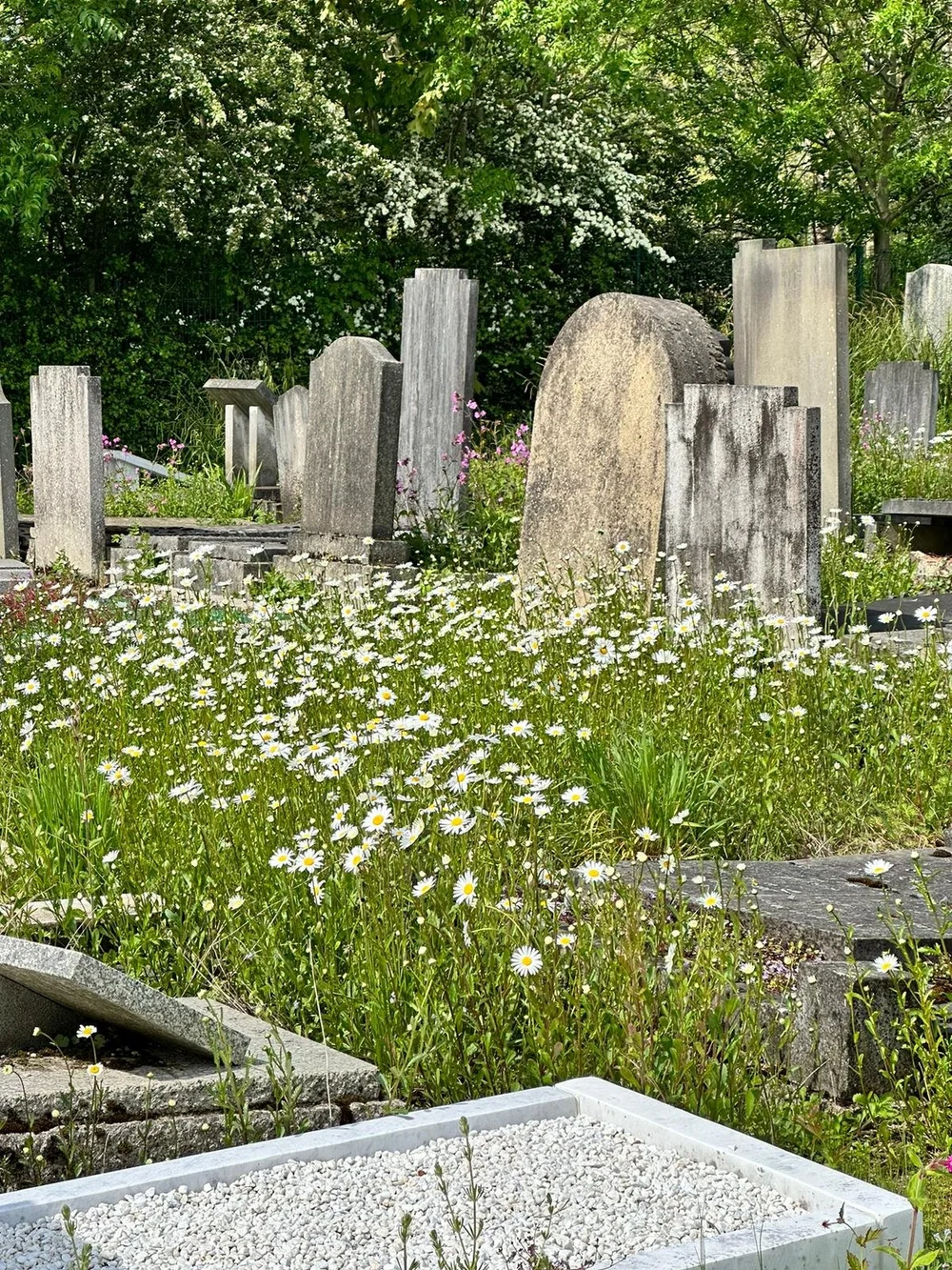 Love Your Burial Ground Week — Willesden Jewish Cemetery