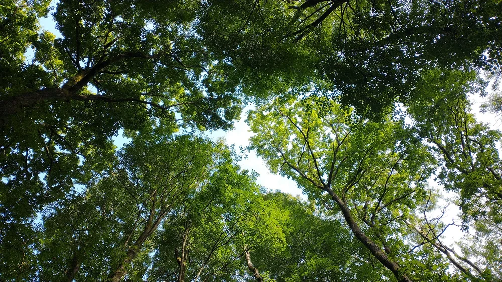 Mapping social and cultural values of trees and more … with citizen ...