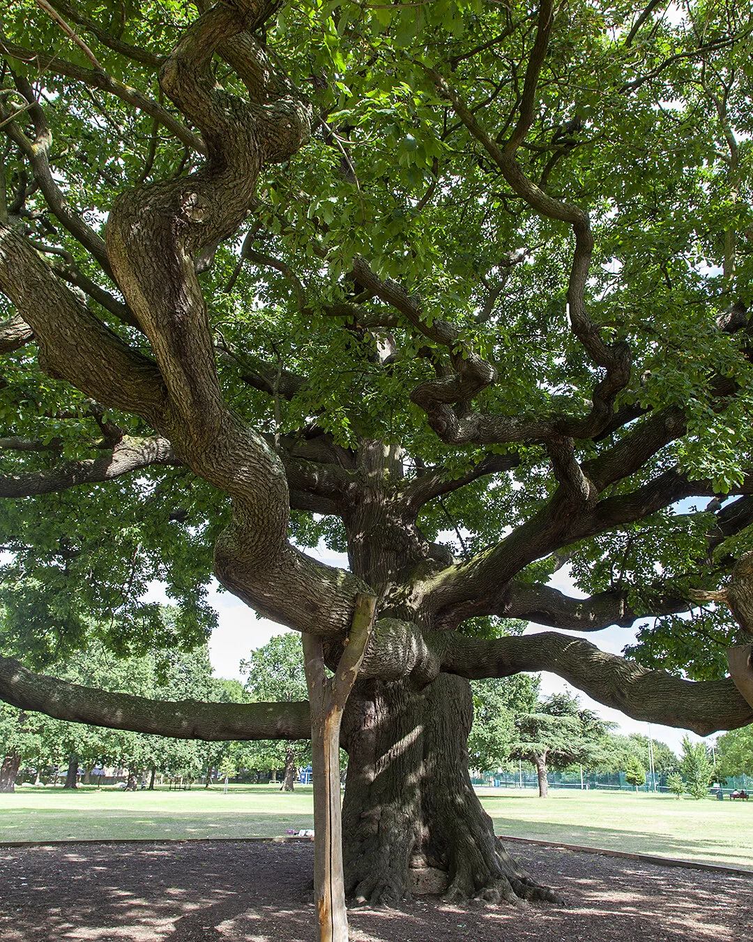 About — Urban Tree Festival