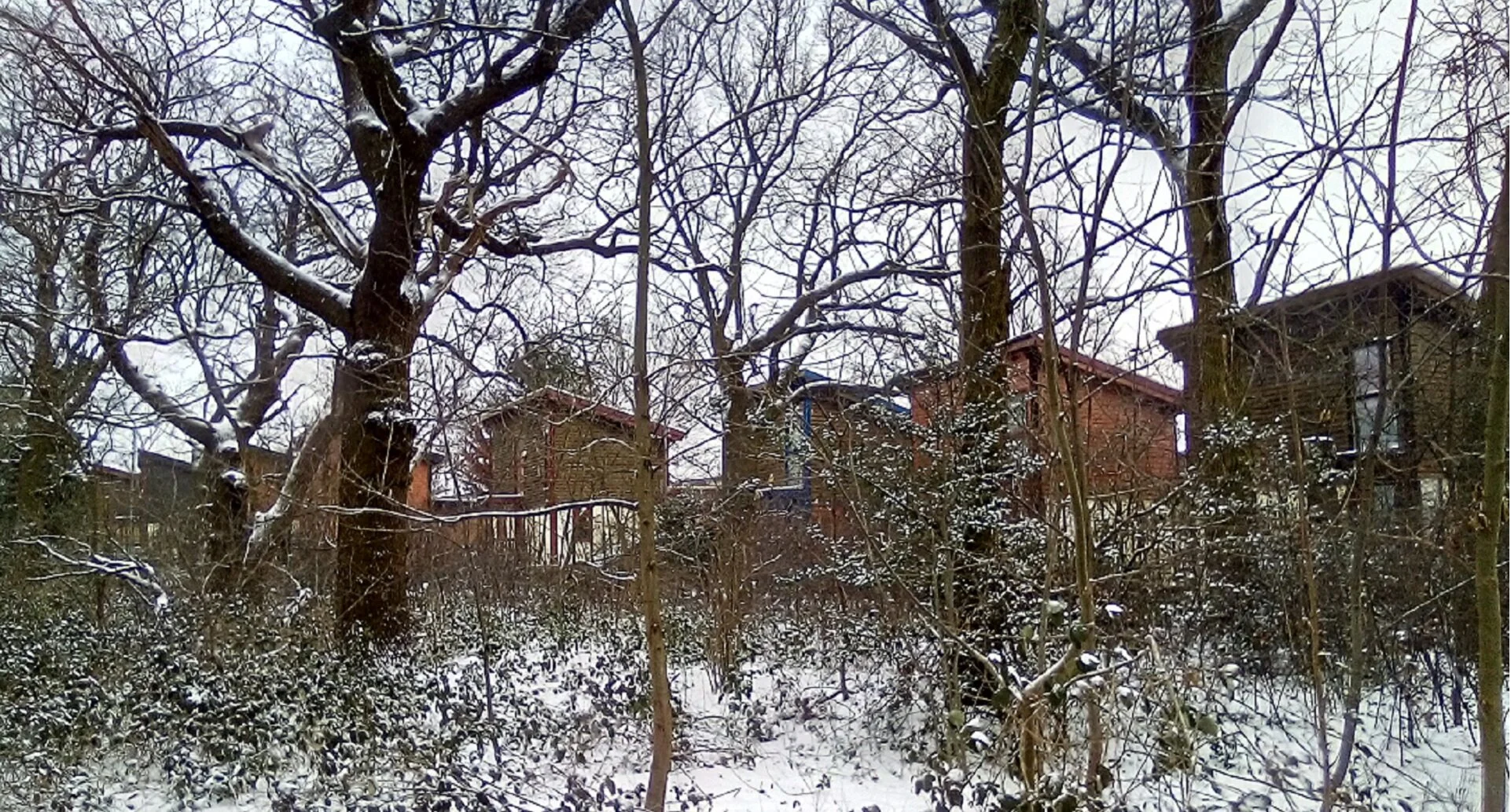 Discover Downham — Urban Tree Festival