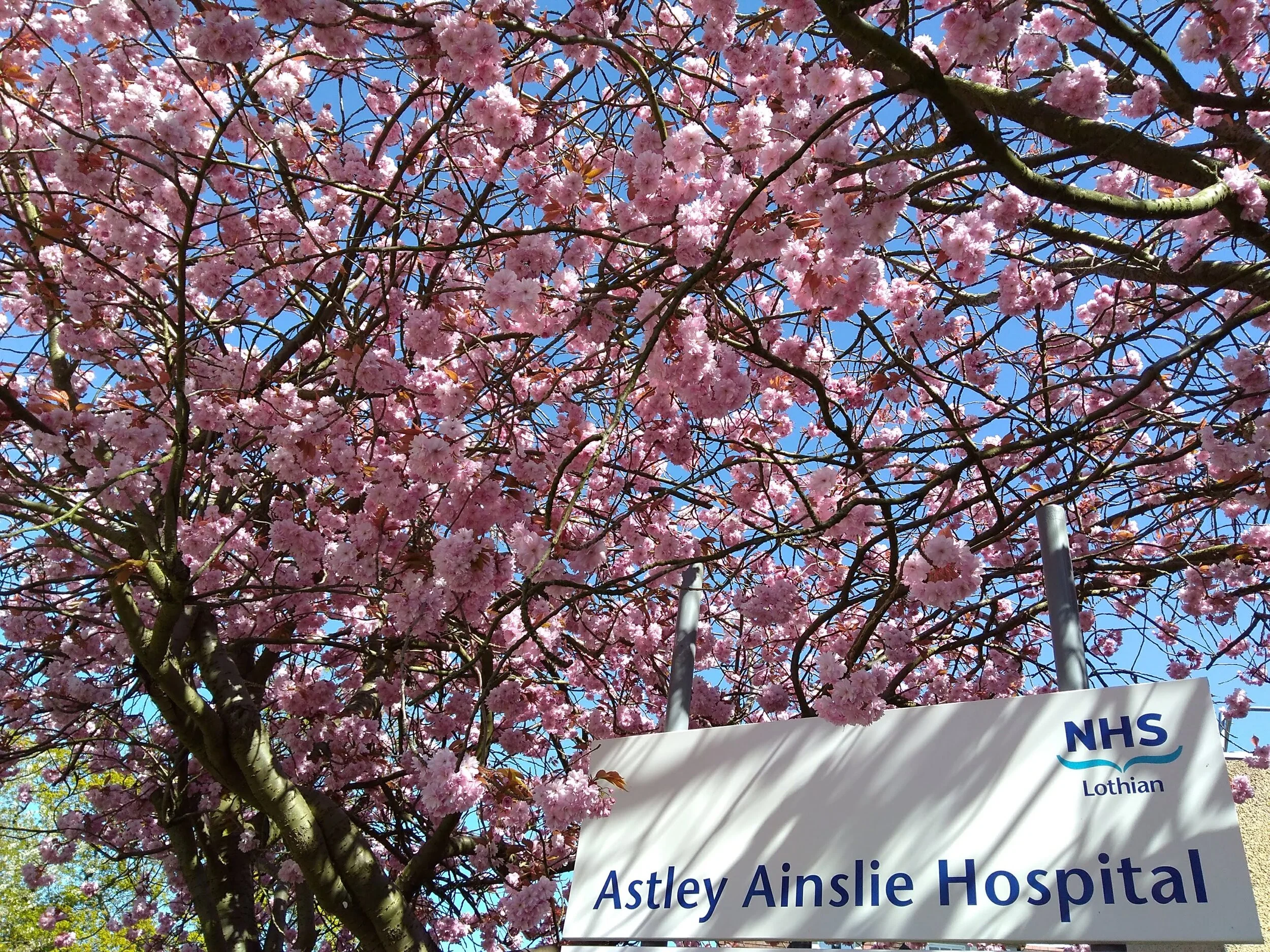 Story of a hospital through its tres — Urban Tree Festival