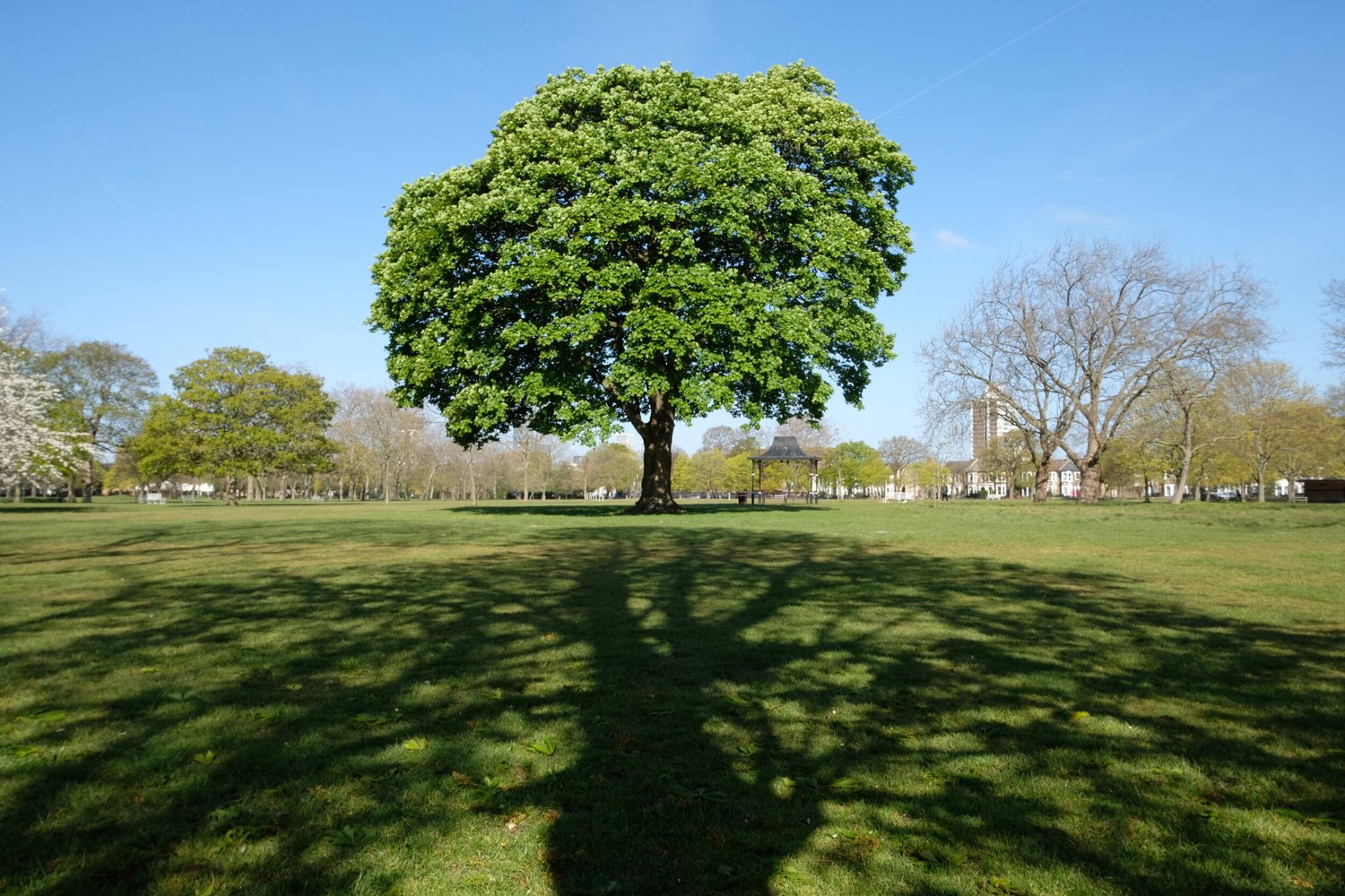 Resilience Tree Walk — Urban Tree Festival