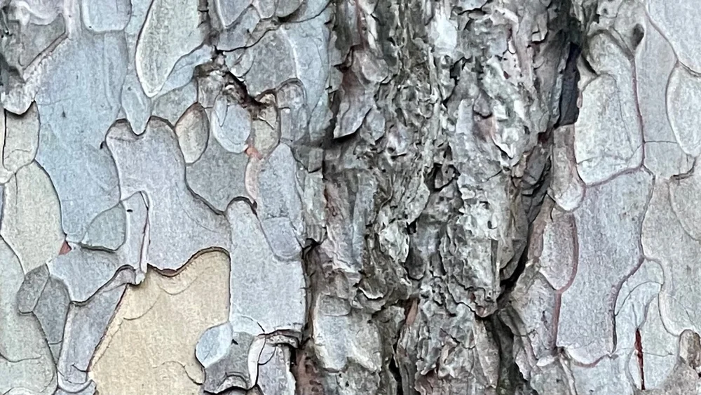 Zooming In: Drawing Bark — Urban Tree Festival