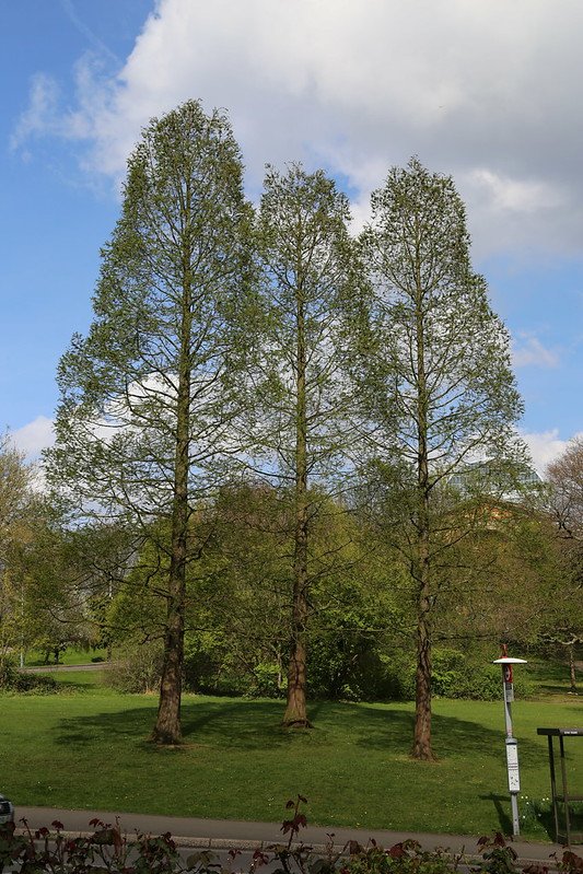 Alexandra Palace — Urban Tree Festival