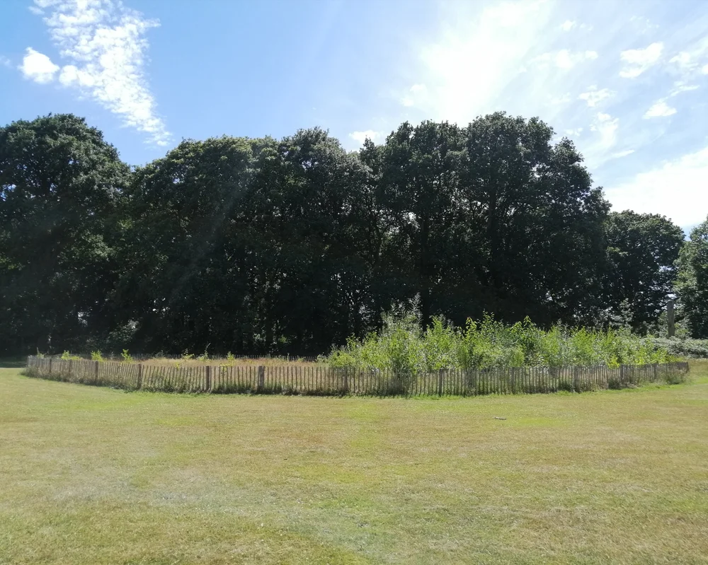 Trees Outside Woodland – Miyawaki Method — Urban Tree Festival