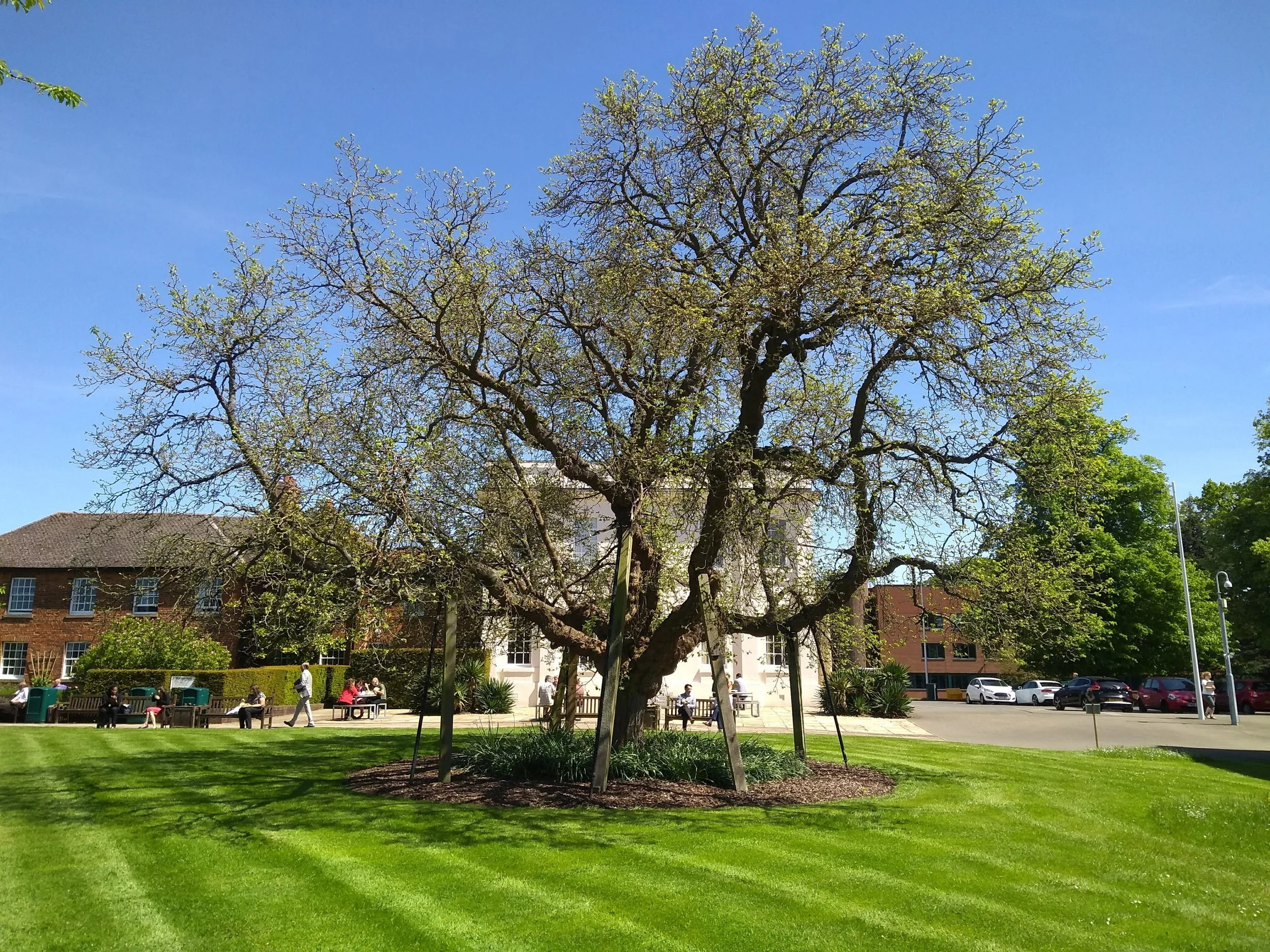 Urban Labor-a-Tree — Urban Tree Festival