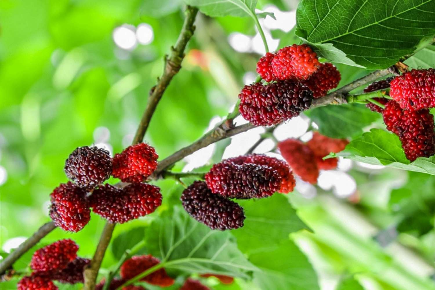 Camberwell: Together with Mulberries — Tree Drawing Workshop in Lucas ...