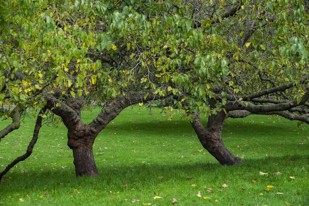 Mulberries and heritage trees of Gunnersbury Park — Urban Tree Festival ...