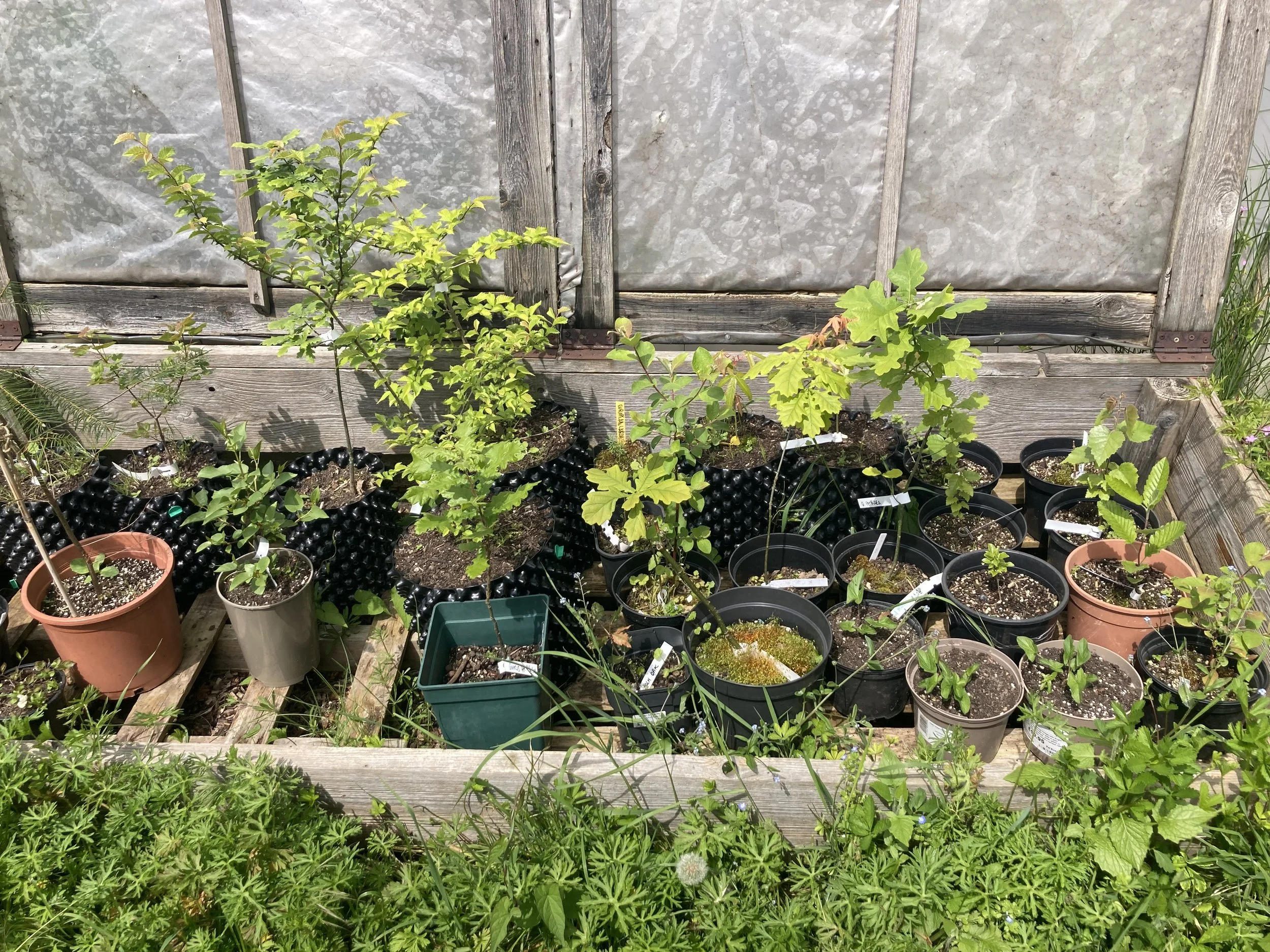 Hackney Community Tree Nursery — Urban Tree Festival