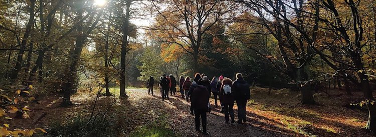 Epping Forest Walk — Urban Tree Festival