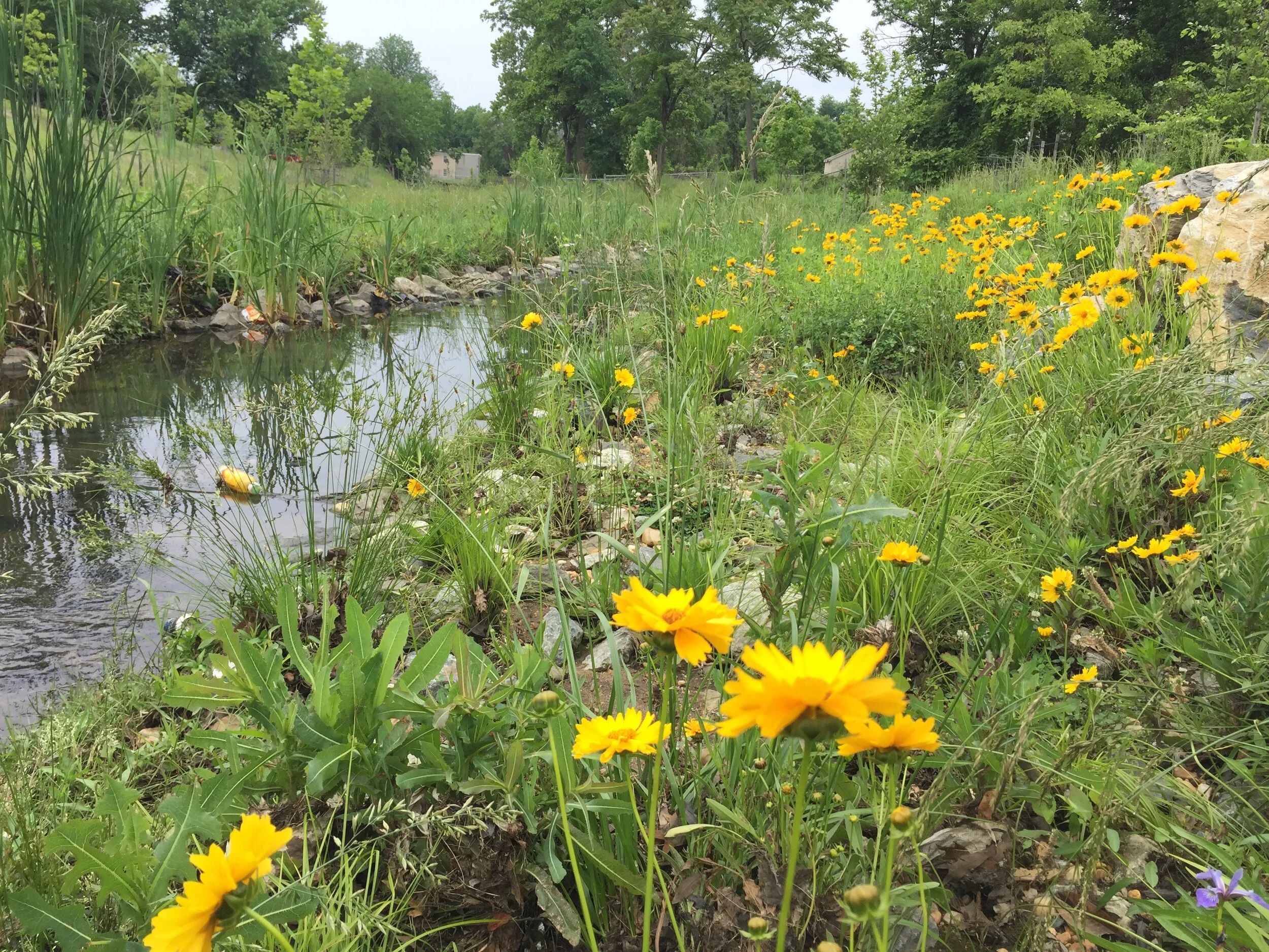 Stream & Habitat Restoration — Anacostia River Sediment Project