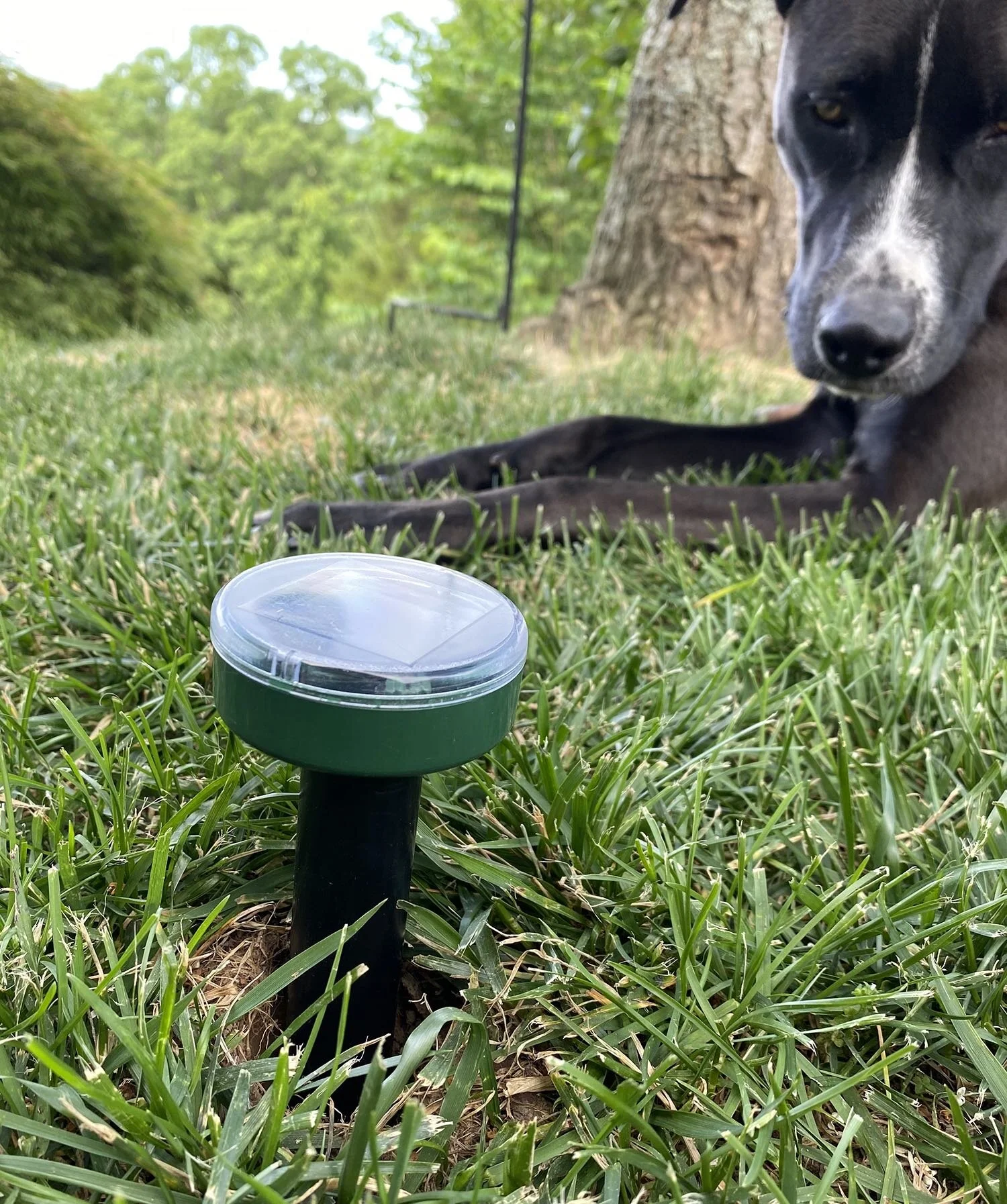 Sonic Spikes — YARDDOG®