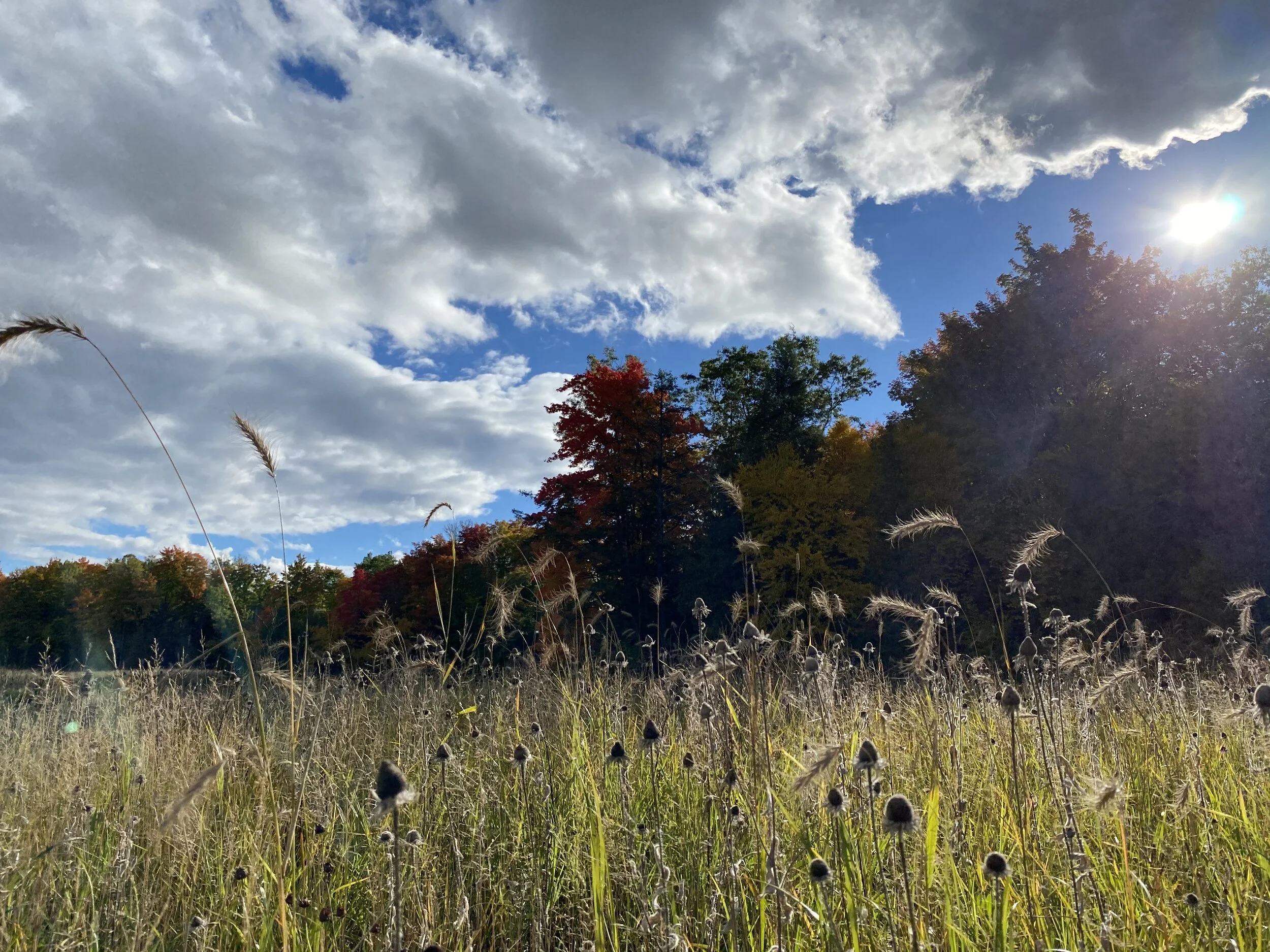 Grand Traverse Natural Education Reserve — Grand Traverse Conservation ...
