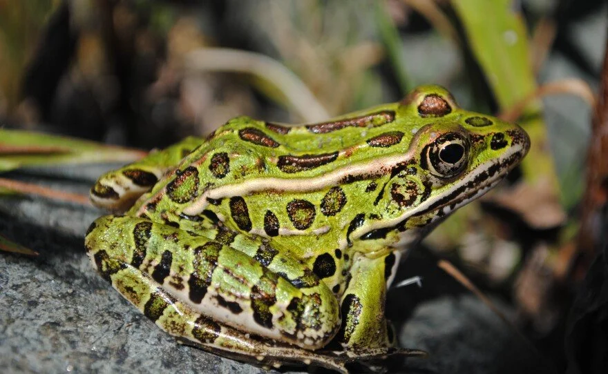 For a Frog Friendly Future: Amphibian Conservation Webinar — Grand ...