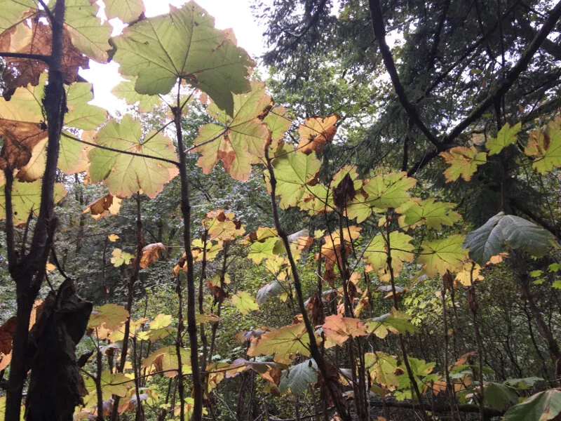 Devil’s Club: Sacred Plant of the Northwest — Hearthside Healing