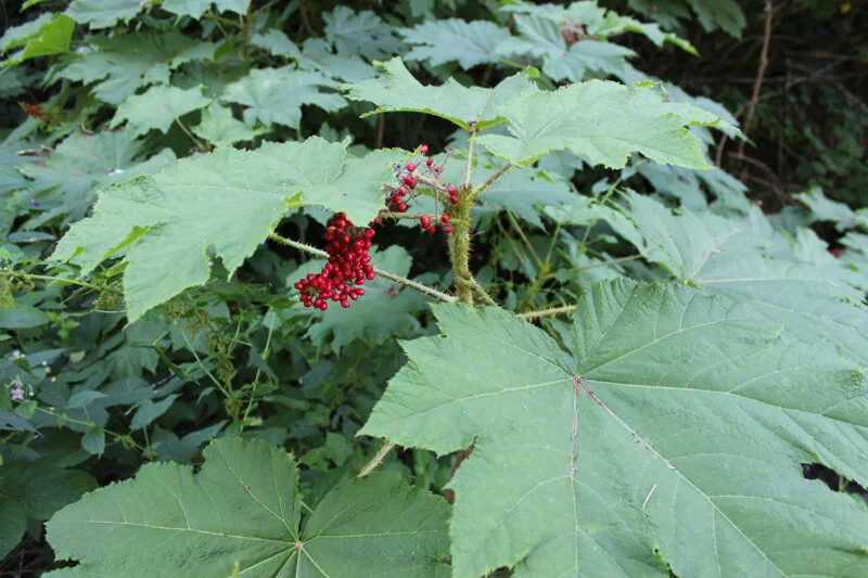 Devil’s Club: Sacred Plant of the Northwest — Hearthside Healing