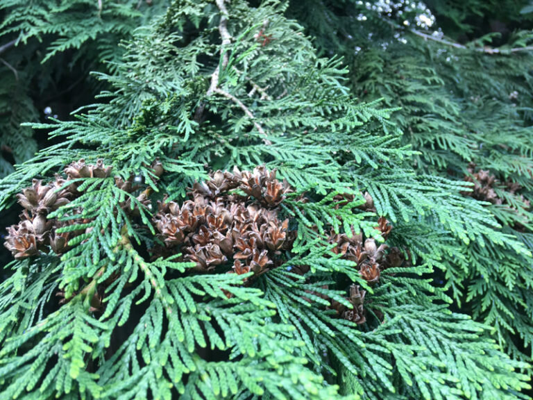 Western Red Cedar — Hearthside Healing