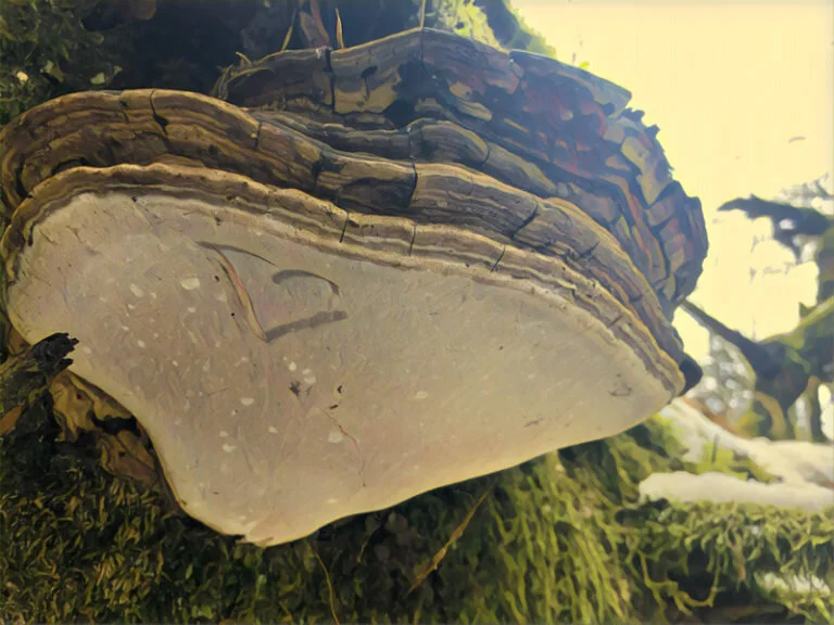 Artist's Conk — Hearthside Healing