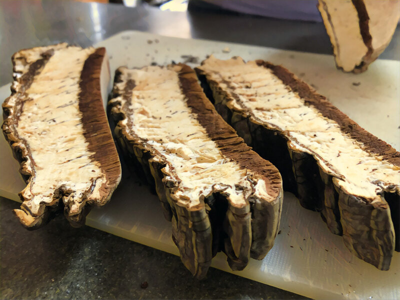 Artist's Conk — Hearthside Healing