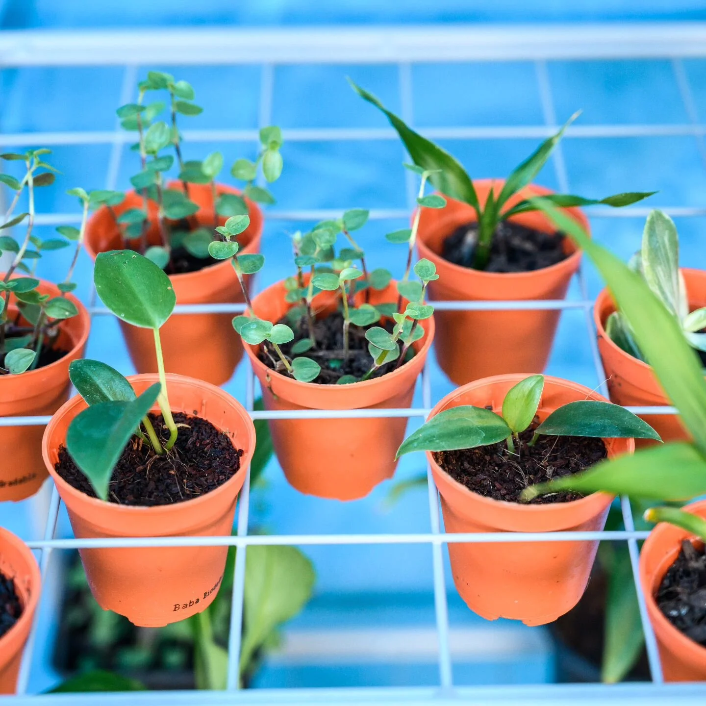 Plant Fest | Tauranga Plant Fest 2024 | Indoor Plants NZ | House Plants NZ