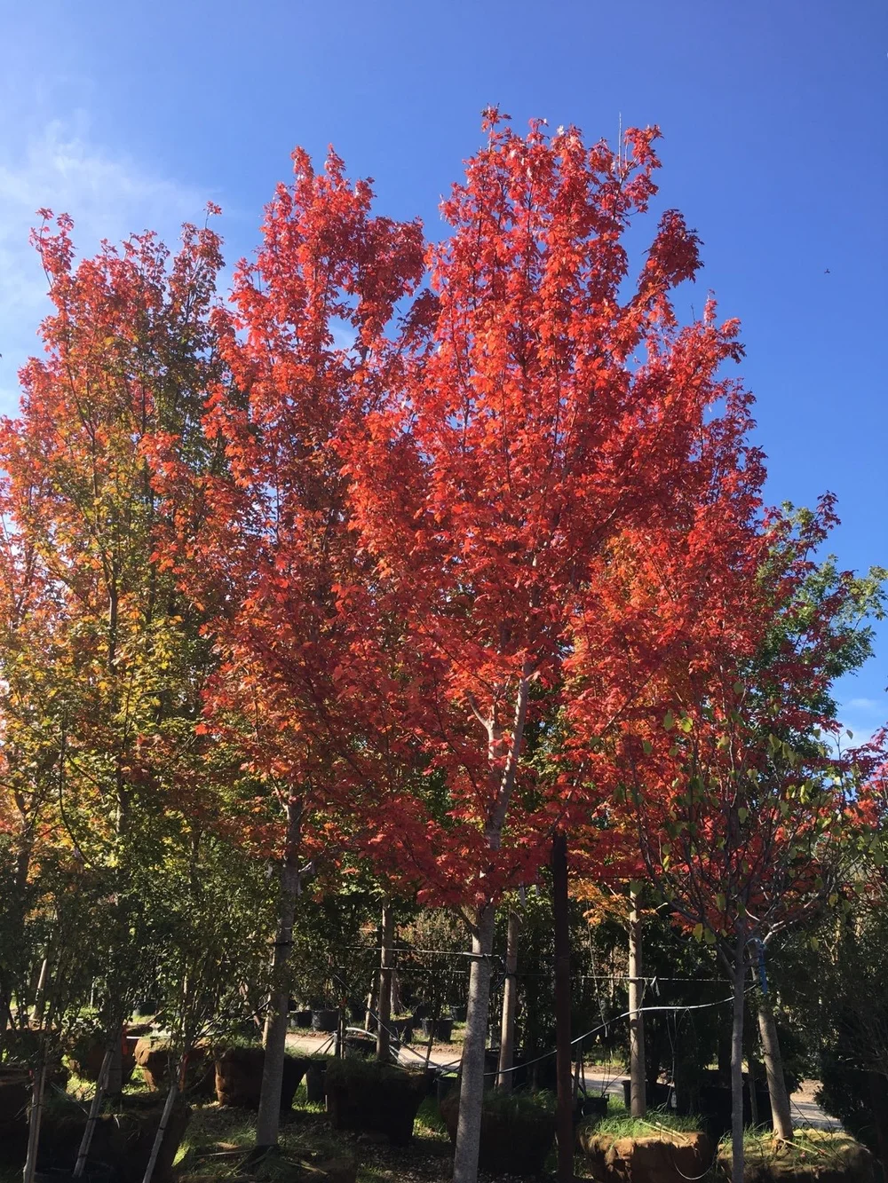 Wizard Nursery & Tree Farm