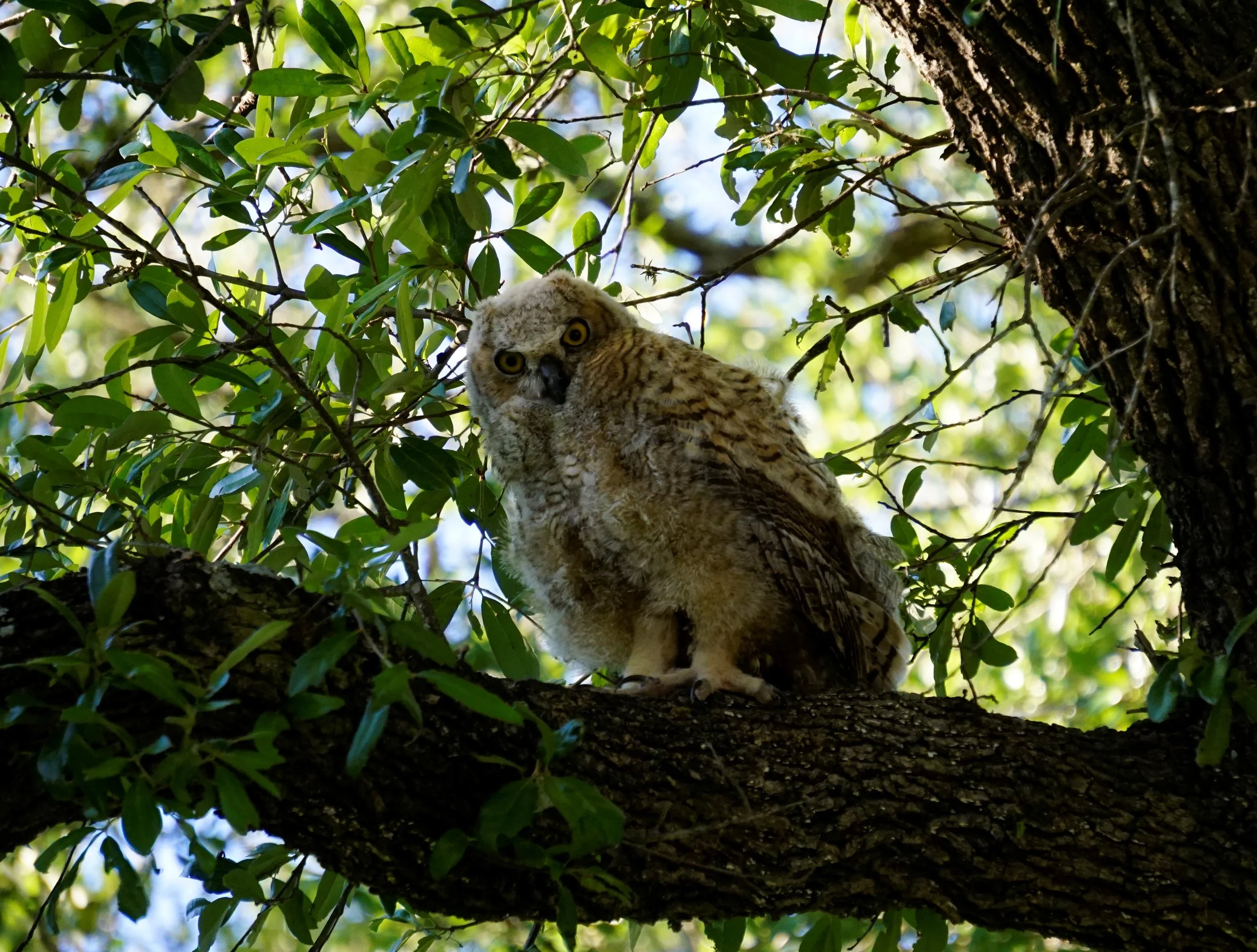 Current Research — The Smith Wildlife Lab at UTSA