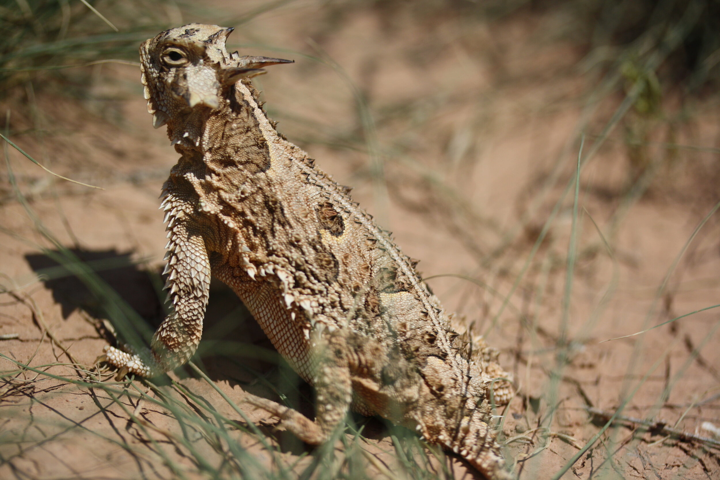 Community Science — The Smith Lab at UTSA