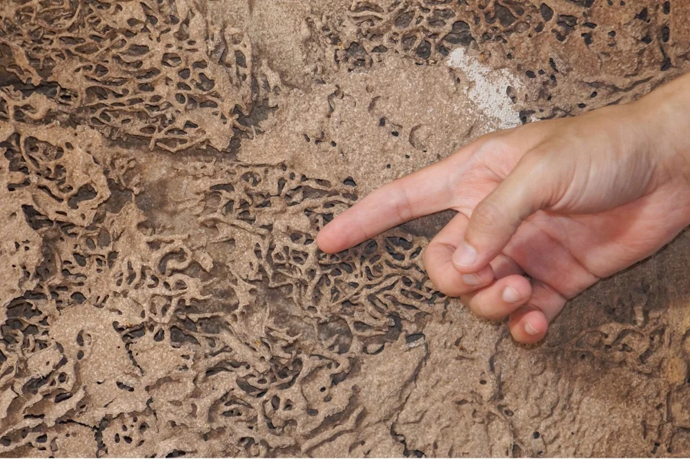 Five Signs You May Have a Termite Infestation Contact Siani Pest ...