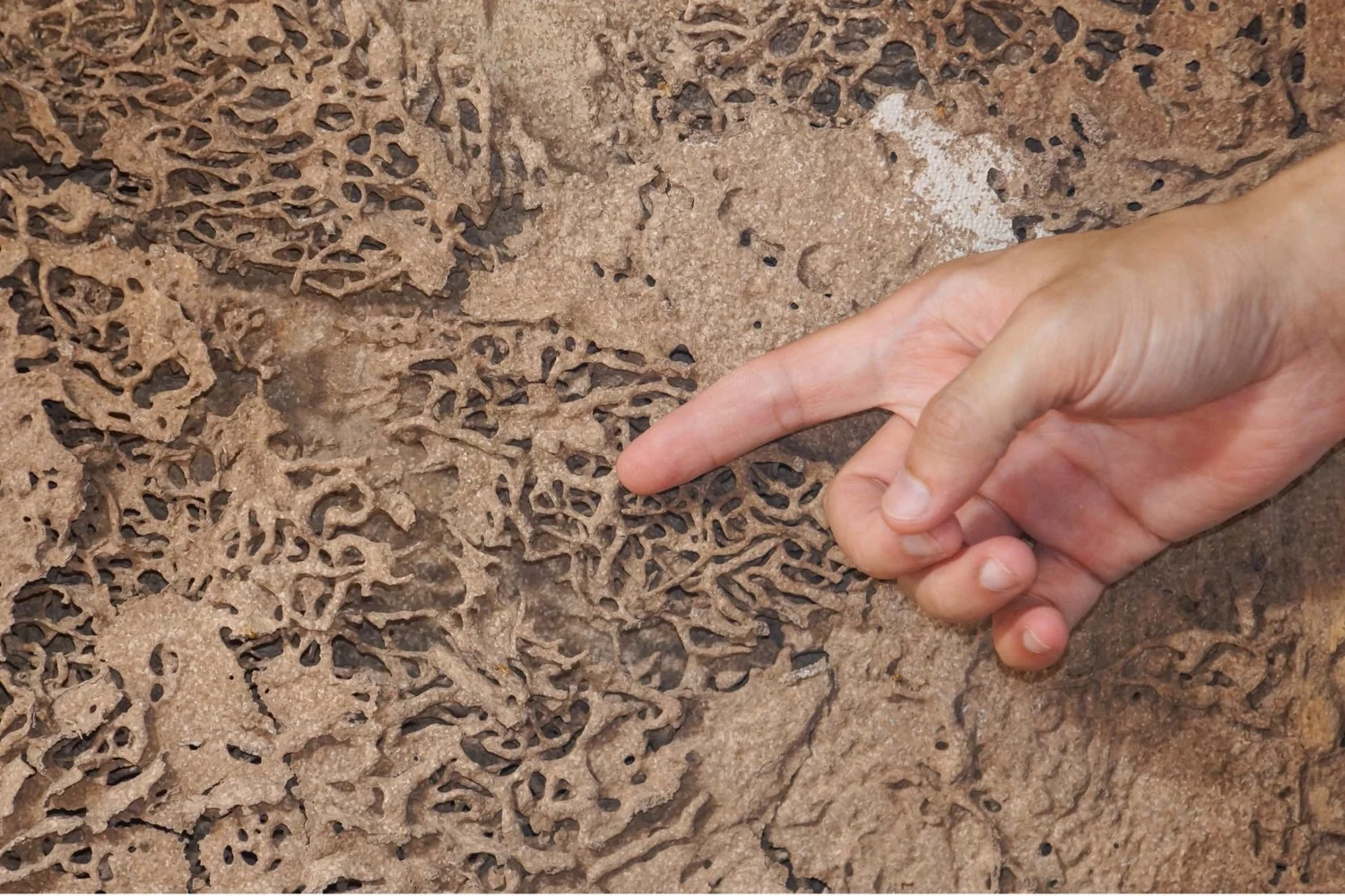 Five Signs You May Have a Termite Infestation Contact Siani Pest ...