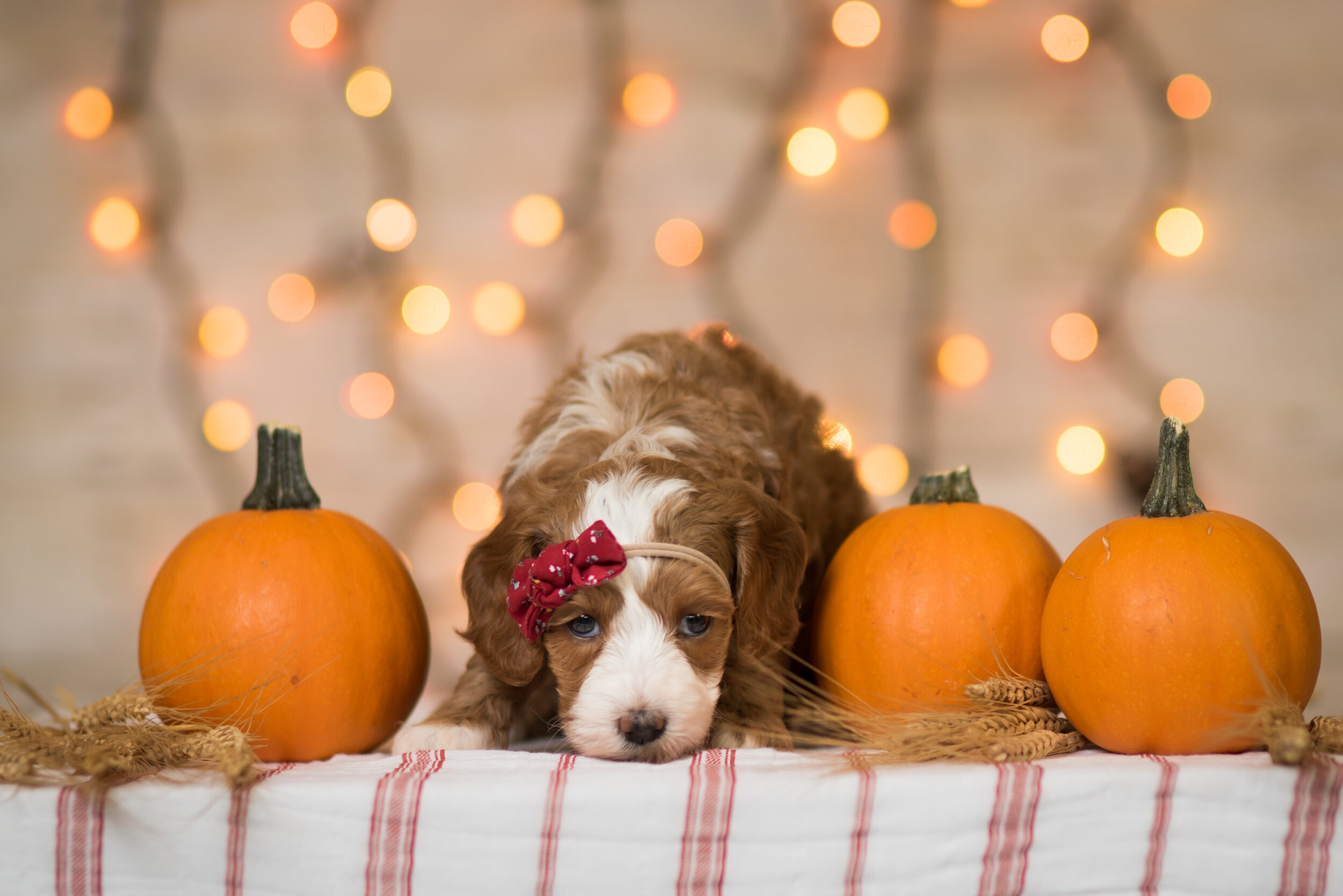 General 2 — Wagging Tail Labradoodles