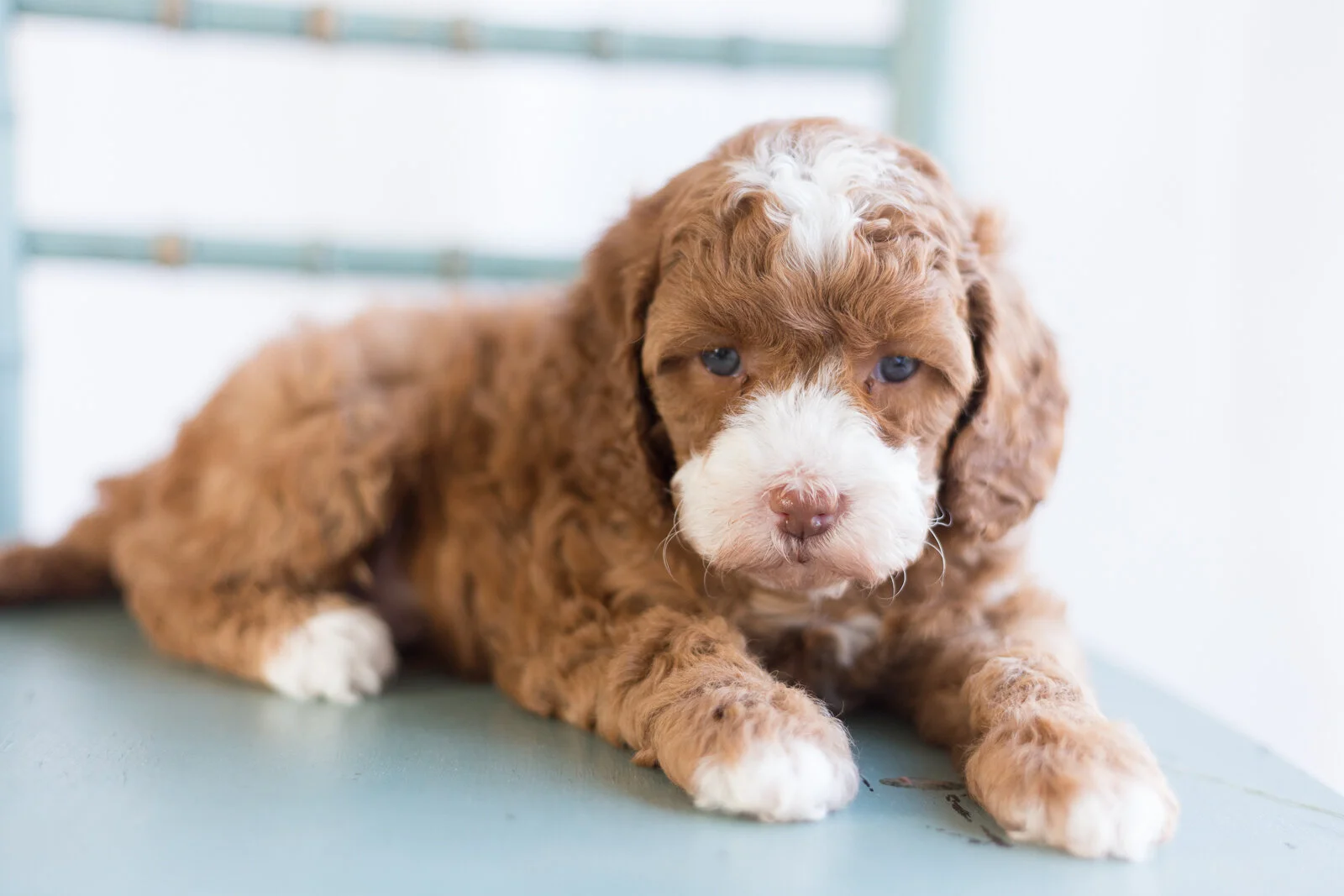 Services 2 — Wagging Tail Labradoodles