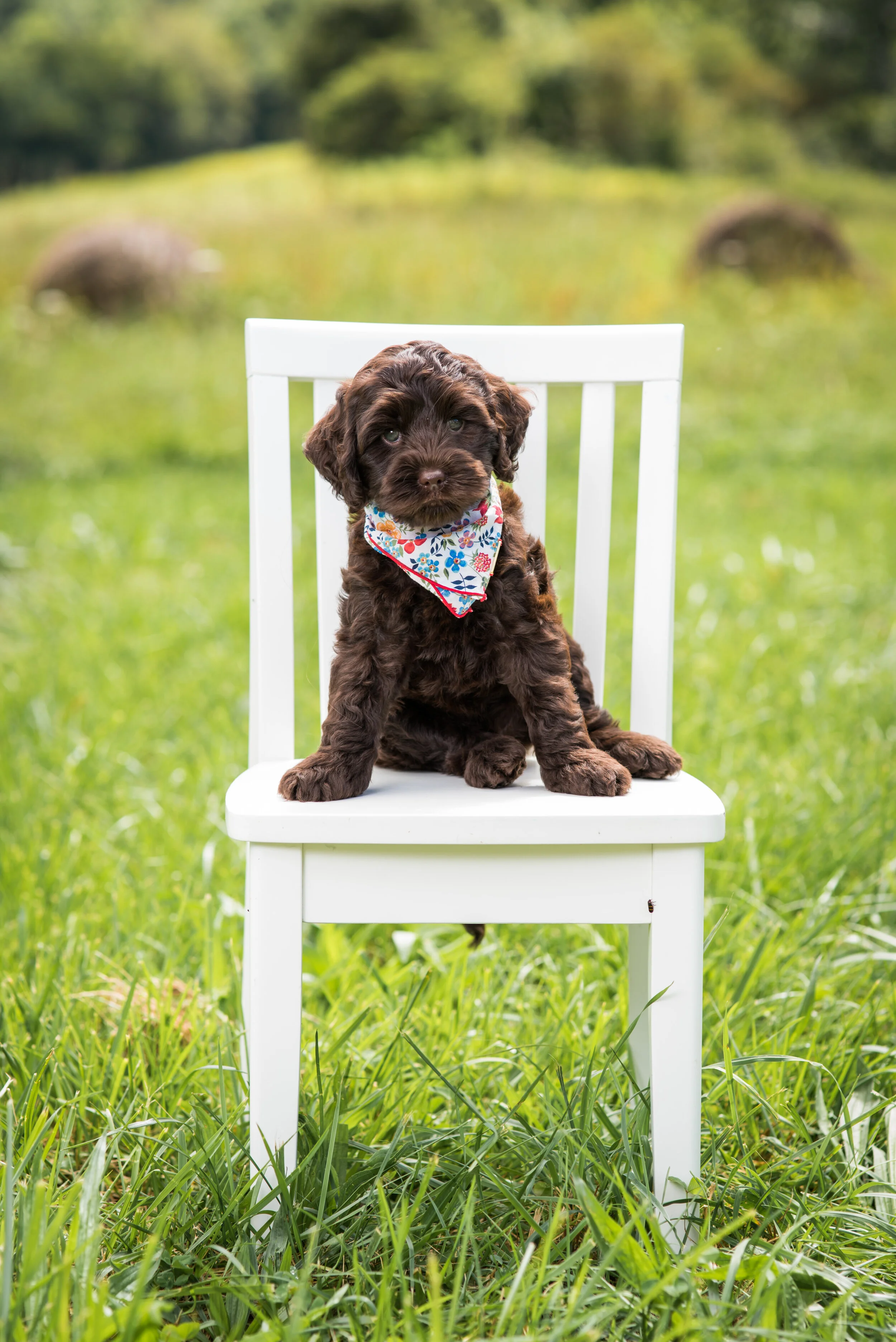 Wagging Tail Labradoodles